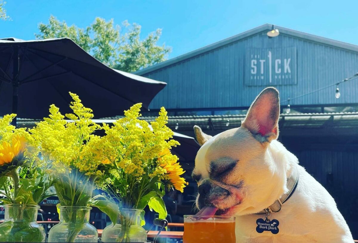 Dog-Friendly Brewery In Houston, Texas: The Walking Stick
