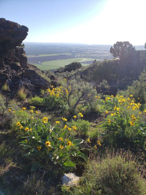 Menan Buttes In Idaho: Best Places To View Summer Wildflowers