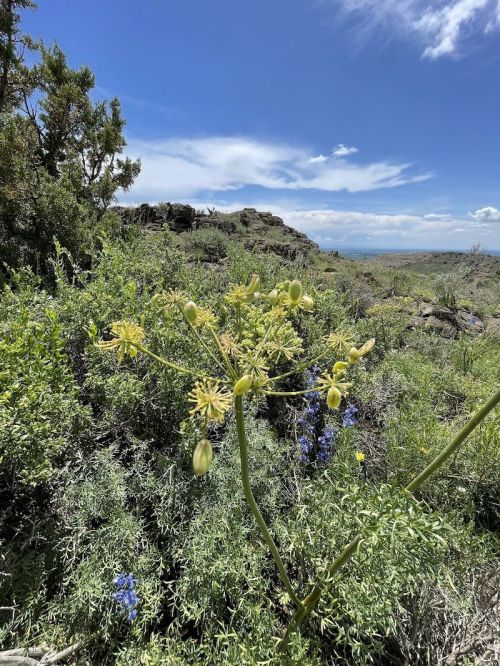Menan Buttes In Idaho: Best Places To View Summer Wildflowers