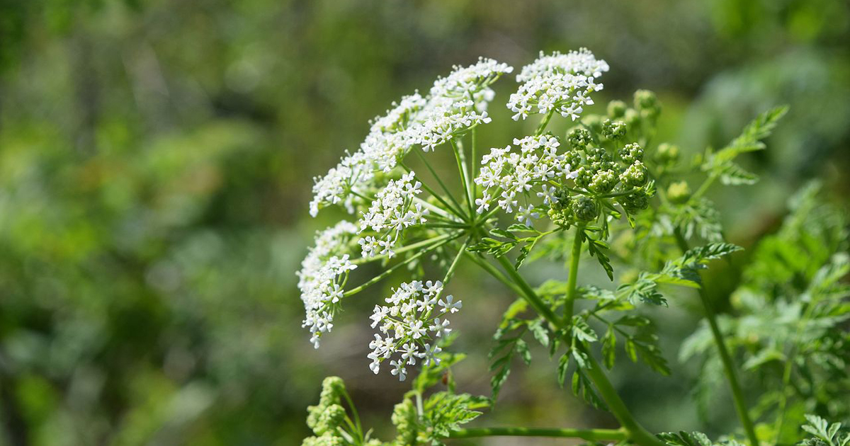 Watch Out For Poison Hemlock, A Deadly Invasive Plant In NH