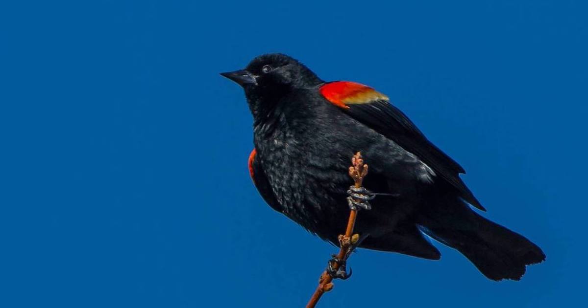 The Best Birding In Iowa Is Found At The Chichaqua-Neal Smith Bird ...