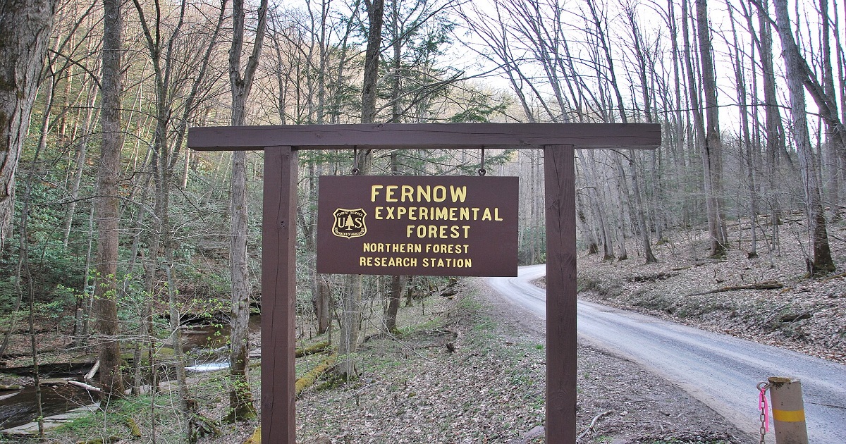 Fernow Experimental Forest: Unique Adventure In Parsons, West Virginia