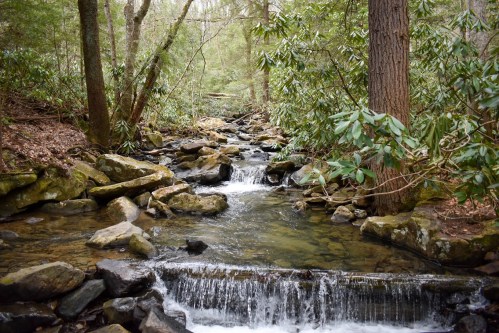 Hike An Old Growth Forest On The Virgin Hemlock Trail In WV