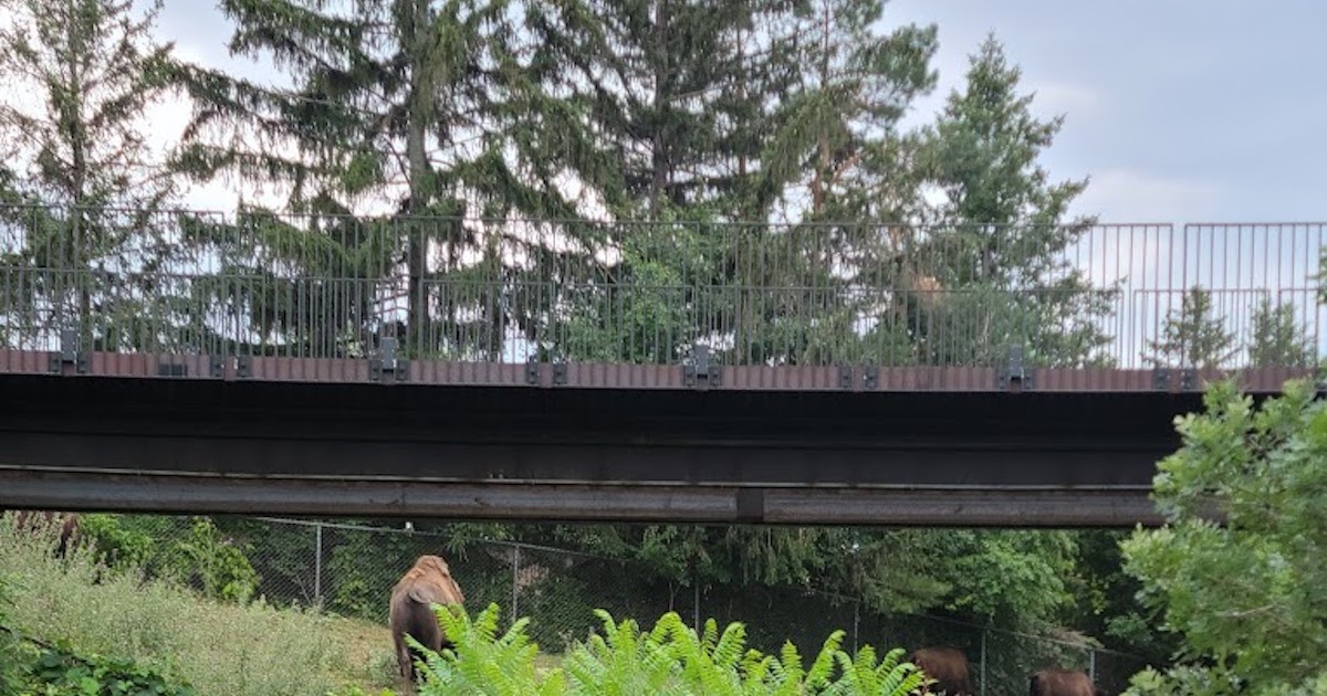 The Treetop Trail At The Minnesota Zoo Opened In July 2023