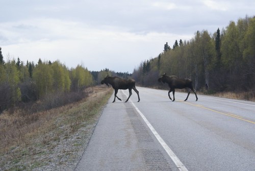 The Story of Portlock, AK: An Abandoned Town in Alaska