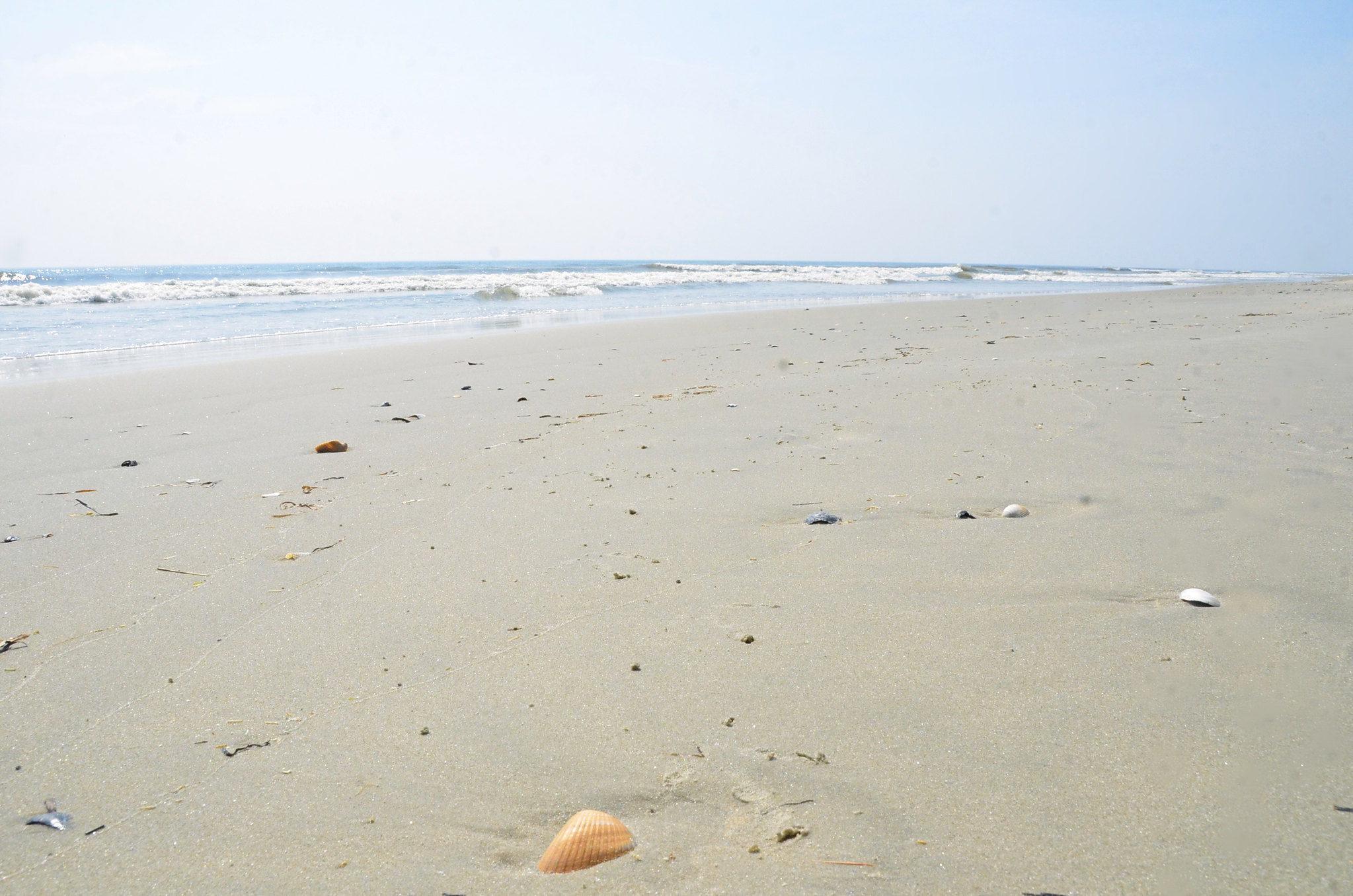 Explore False Cape State Park: Most Southern Park In Virginia