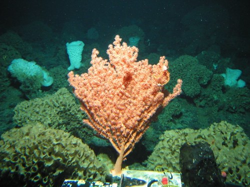 Hidden Natural Wonder In Alaska: Aleutian Coral Reef