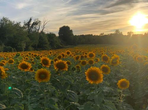 Garwood Orchard Is A Wonderful U-Pick Fruit Farm In Indiana