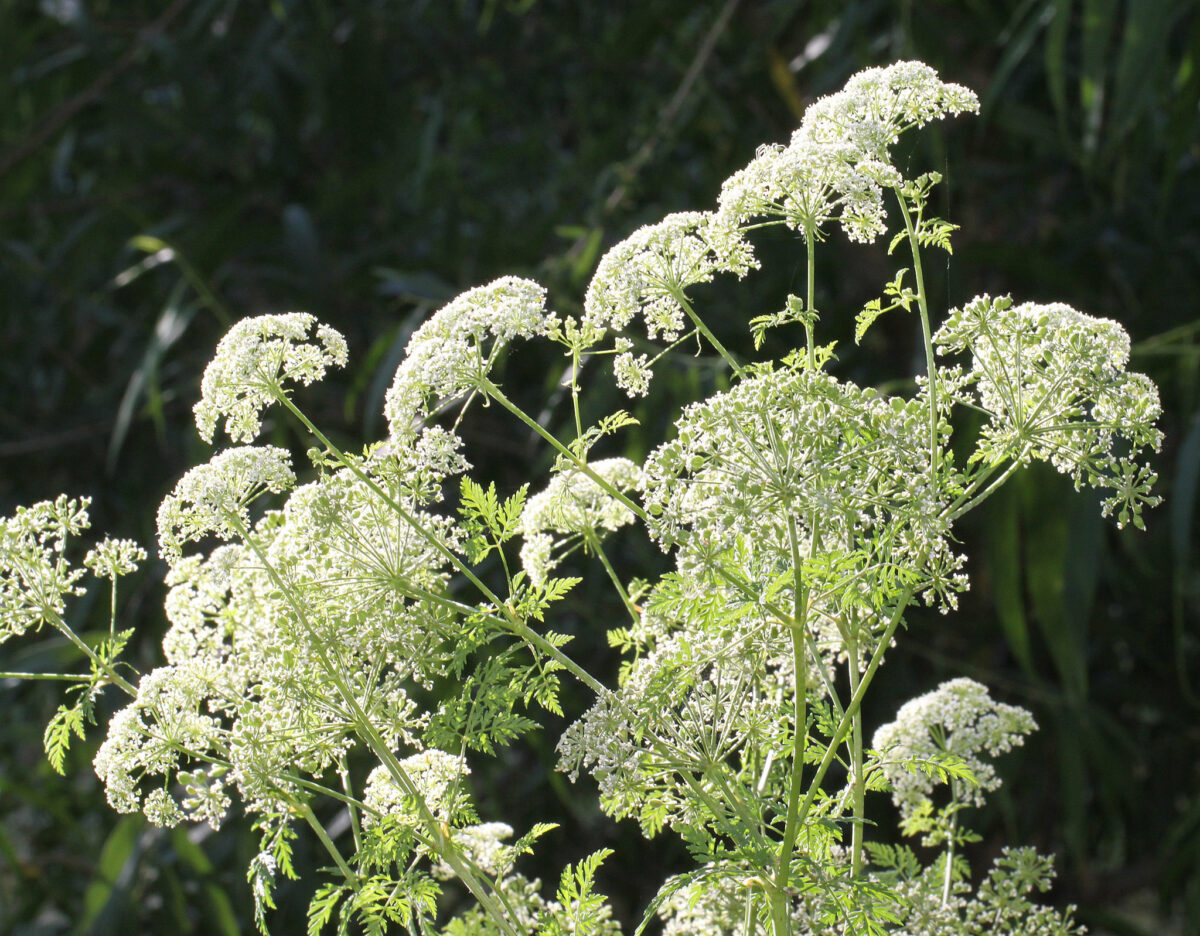 Poison Hemlock: Deadly Plant In Pennsylvania Yards