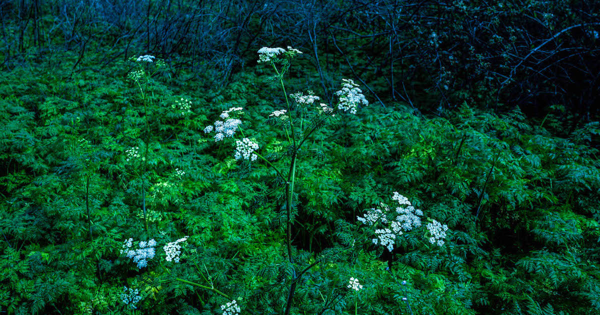 There’s A Deadly Plant Growing In Iowa Yards That Looks Like A Harmless ...