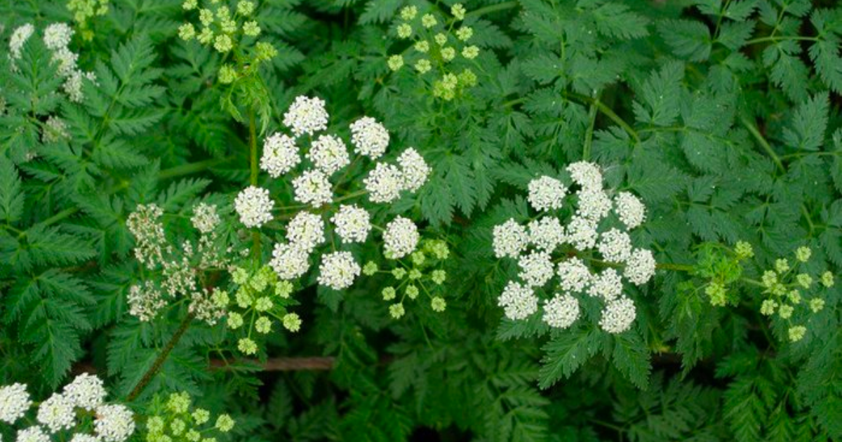 There’s A Deadly Plant In Ohio That Looks Like A Harmless Weed