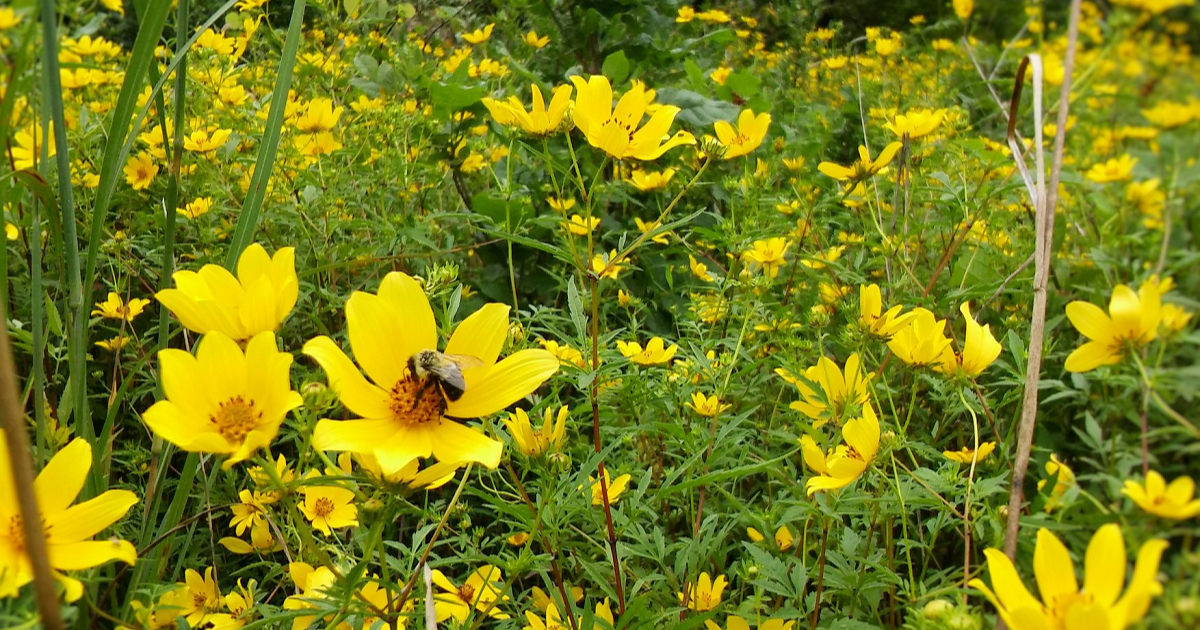 See Summer Wildflowers In Kentucky At Jefferson Memorial Forest