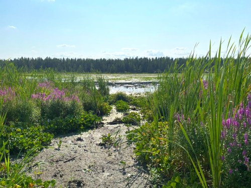 Hidden Gems in Minnesota: Mickey Elverum Bog Walk in Orr, MN
