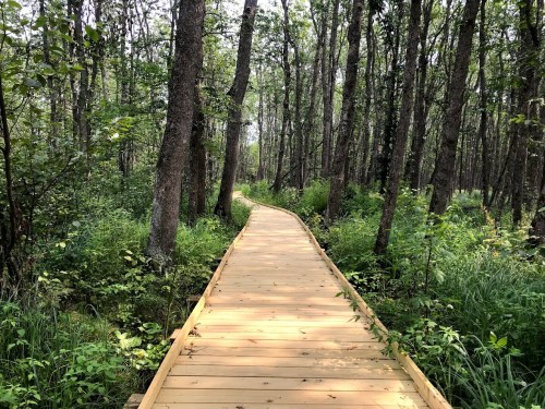 Hidden Gems In Minnesota: Mickey Elverum Bog Walk in Orr, MN