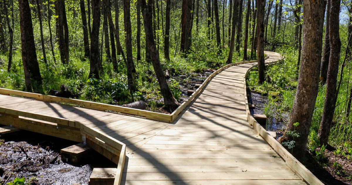 Hidden Gems In Minnesota: Mickey Elverum Bog Walk in Orr, MN