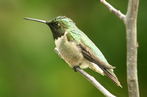 The Hummingbird Festival In Indiana You Need To Attend