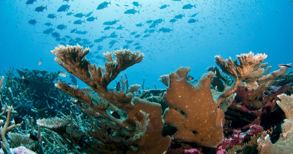 Hidden Natural Wonder In Alaska: Aleutian Coral Reef