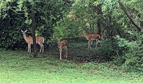 Explore Blevins Gap Nature Preserve in Huntsville, Alabama