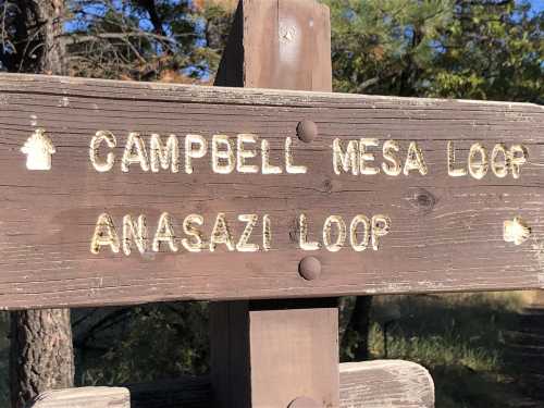 Campbell Mesa Loop: Summer Wildflowers In Flagstaff Arizona