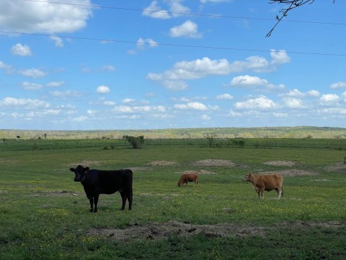 Cow-Themed Cottage In Alabama: Happy Cow Cottage