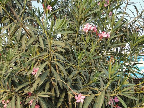 oleander tree arizona problems