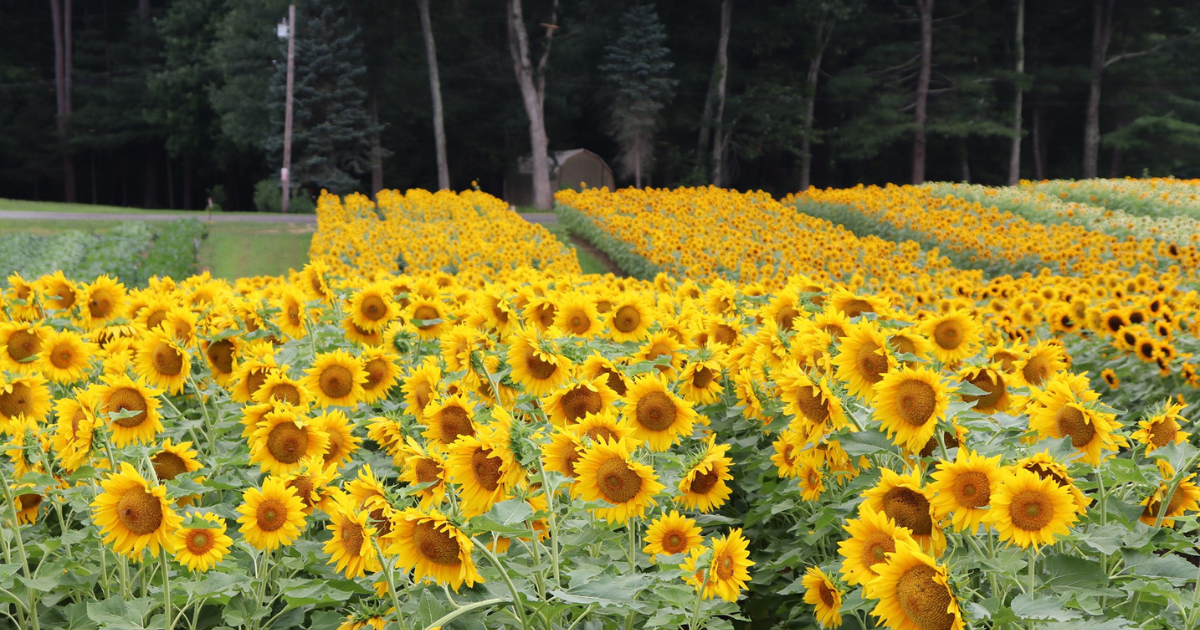 Visit A Sunflower Farm In Johnston, Rhode Island In 2023