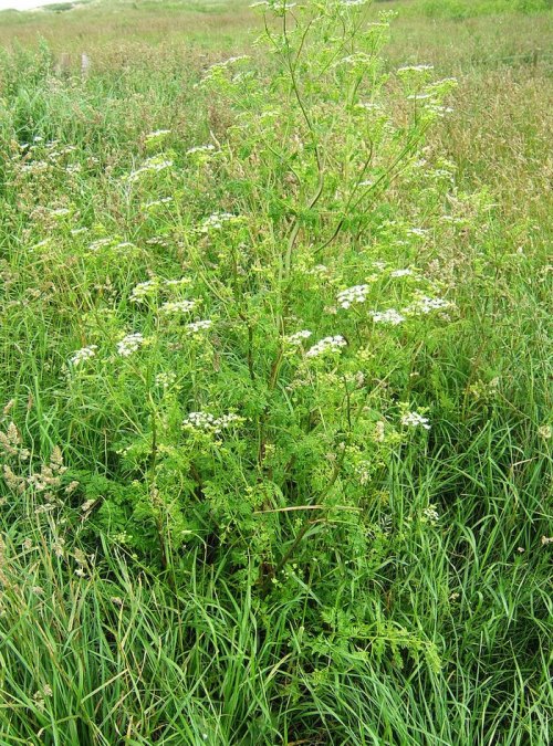 Poison Hemlock - One Of Wisconsin’s Deadliest Plants