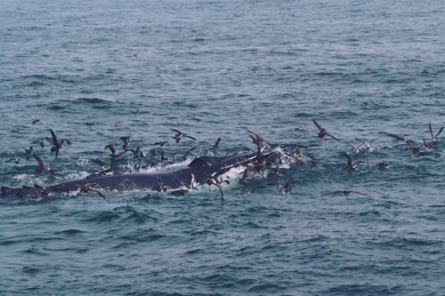 Frances Fleet: Whale Watching In Narragansett, Rhode Island