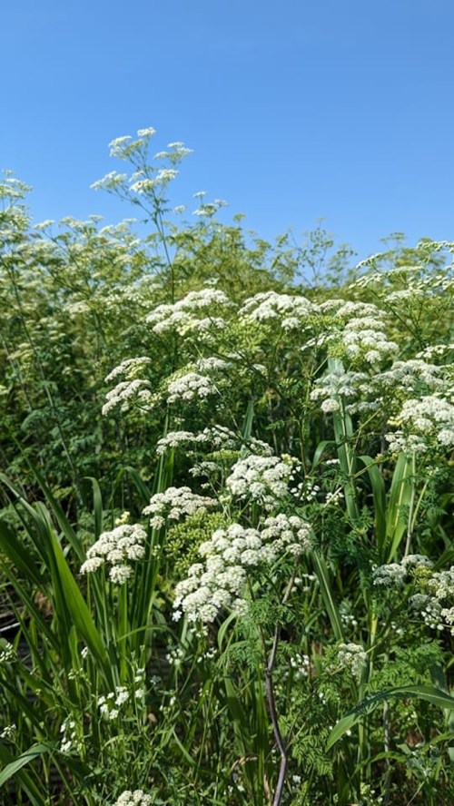 Invasive Weeds In Michigan: Giant Hogweed