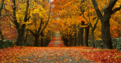 When and Where to See Peak Fall Foliage in Rhode Island