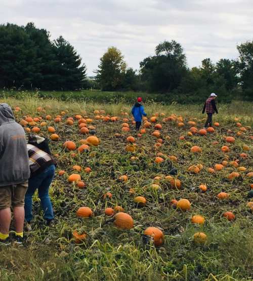 The Berry Patch: Best Berry Farm In Iowa