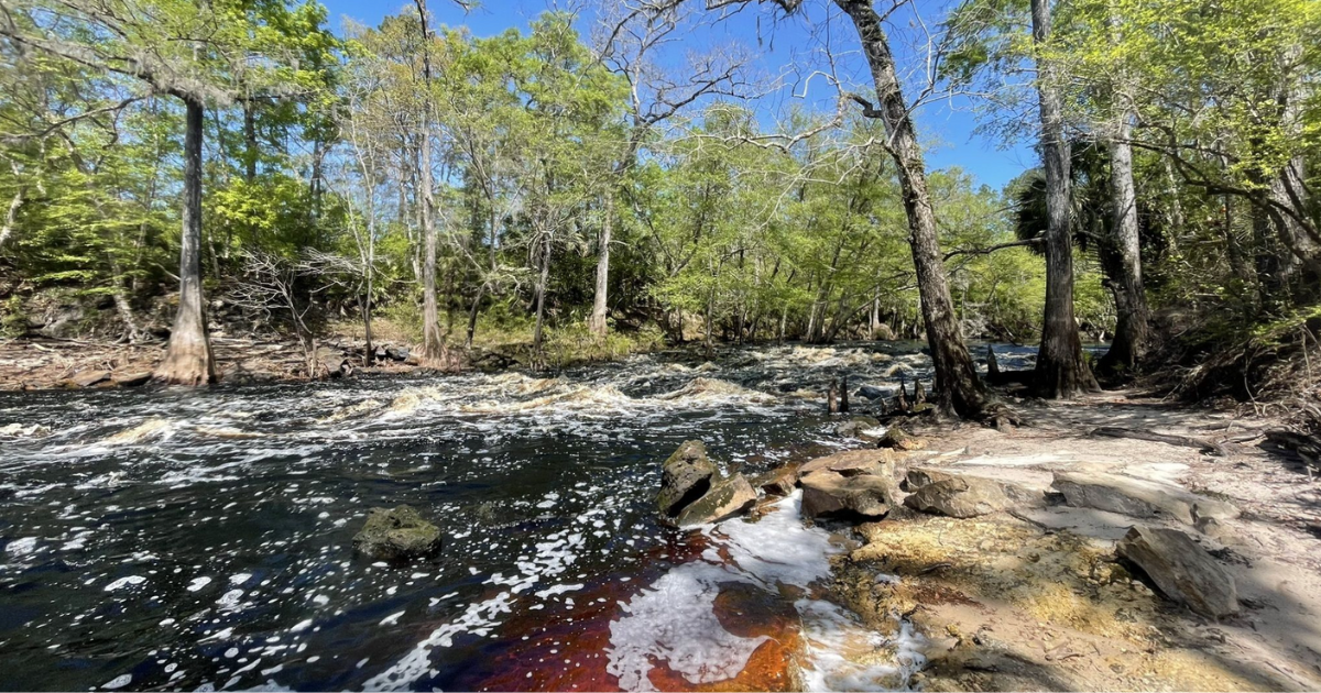 The Aucilla Sinks Loop: Most Enchanting Hike In Florida