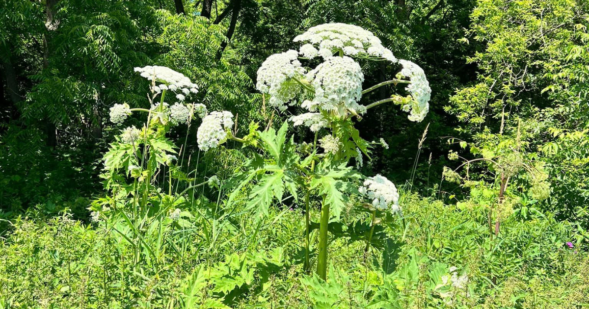 Invasive Weeds In Michigan: Giant Hogweed