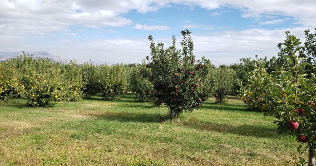 Pick Your Own Produce This Summer At Williams Fruit Ranch In Idaho