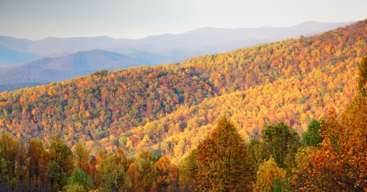 When Do Leaves Change Color in Virginia? Fall Foliage Guide 2024