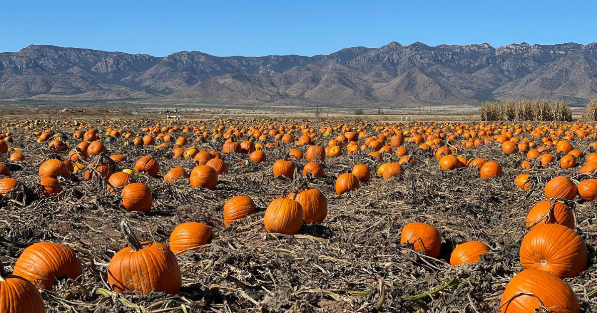 Apple Annies: One Of The Largest Pumpkin Patches In Arizona
