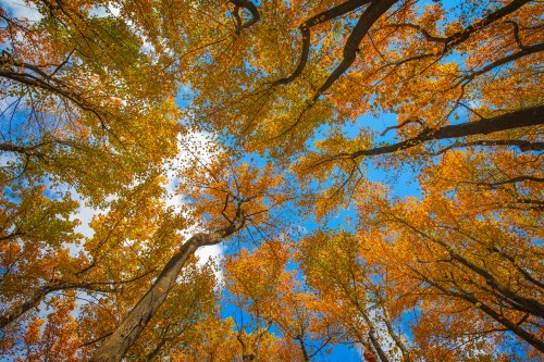 When Do Leaves Change Color in Virginia? Fall Foliage Guide 2024