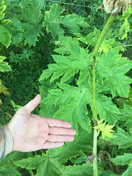 Invasive Weeds In Michigan: Giant Hogweed