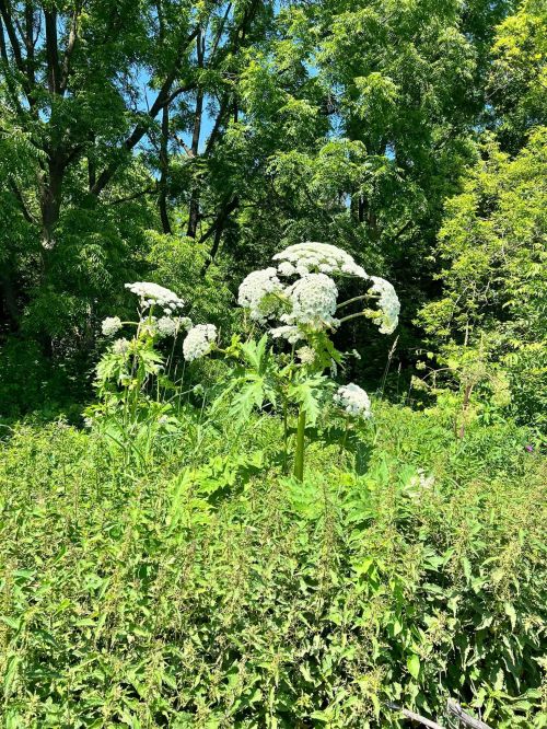 Invasive Weeds In Michigan: Giant Hogweed