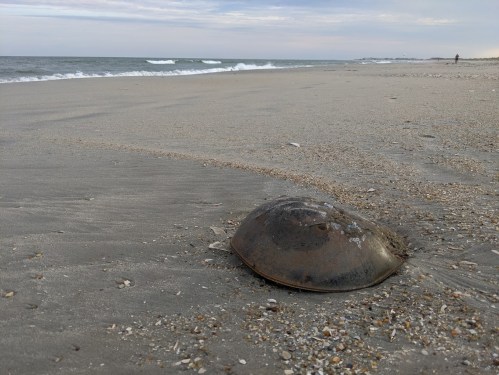Corson's Inlet State Park Is The Most Remote State Park In NJ