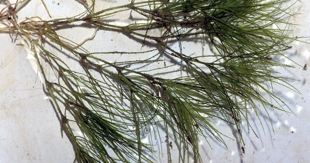 Invasive Aquatic Plants Have Been Spotted Near One Of Iowa’s Most ...