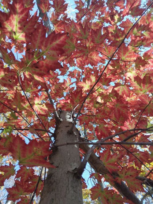 Essex Is One Of The Best Fall Day Trips In Connecticut
