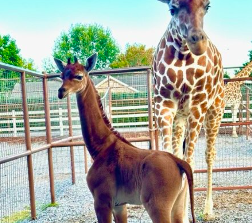 A Spotless Giraffe Was Just Born At This Zoo In Tennessee