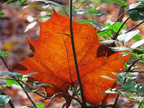 Best Times and Places for Fall Foliage in Indiana 2024