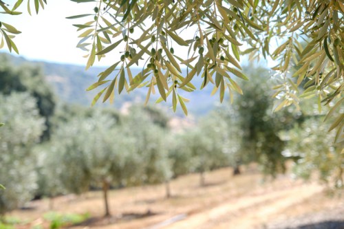 Olive Capital Of The World: Southern California's Los Olivos