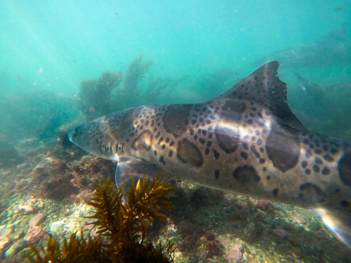 Swim With Leopard Sharks In La Jolla, CA, This Summer