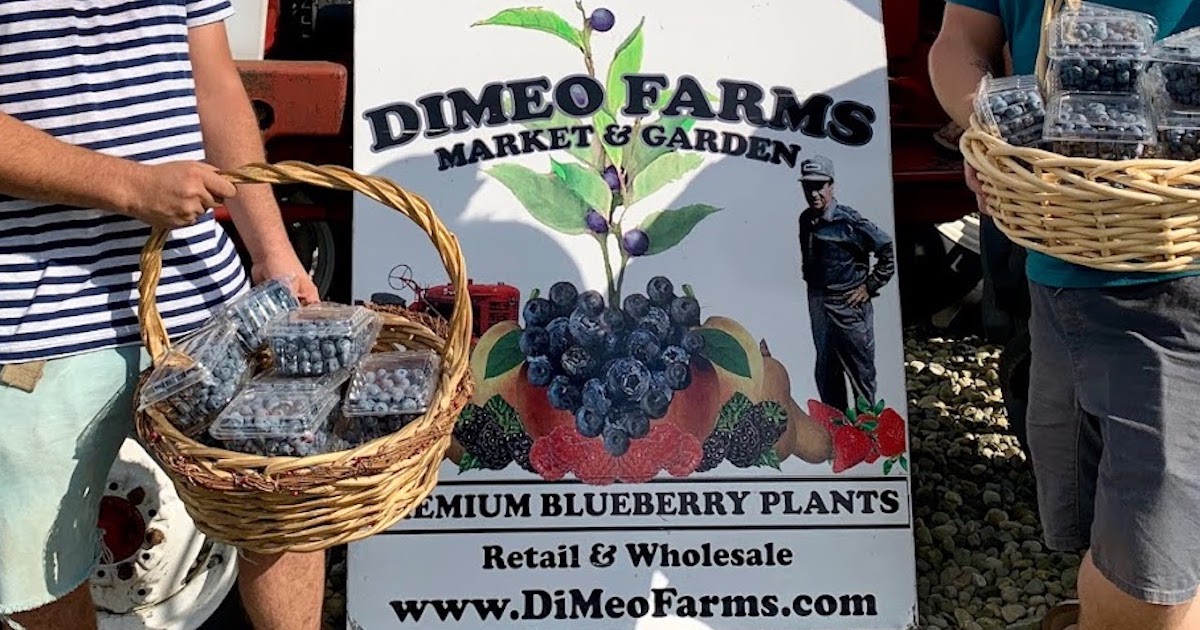 Go Blueberry Picking In New Jersey At DiMeo Farms