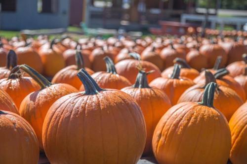 Best Pumpkin Patches In New Hampshire