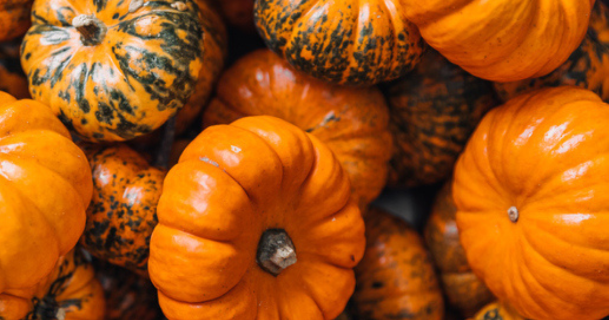 The 16 Best Fall Festivals In Colorado For 2024