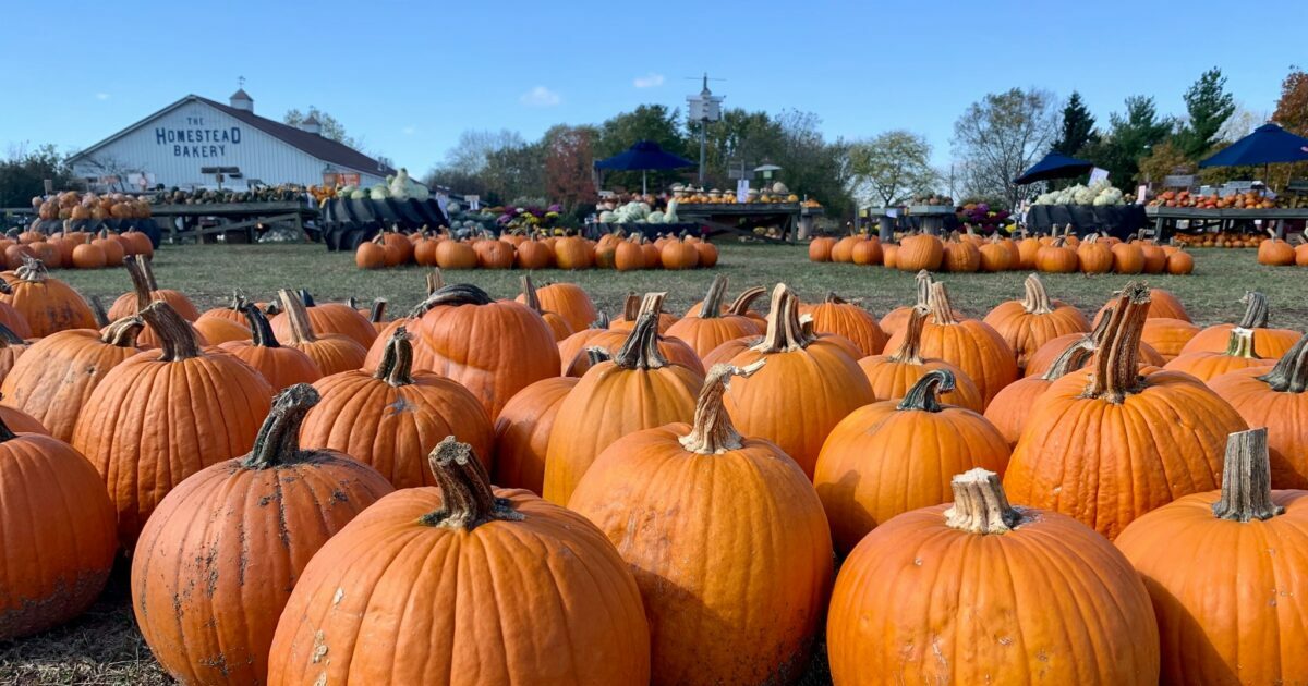 The Great Pumpkin Patch: Largest Pumpkin Patch in Illinois